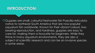 guppy.pptx classification and its nature | PPTX