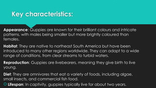guppy.pptx classification and its nature | PPTX