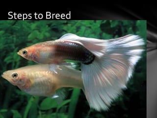 Guppy Breeding | PPTX