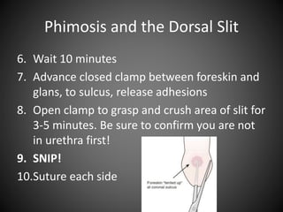 Dorsal Slit Paraphimosis