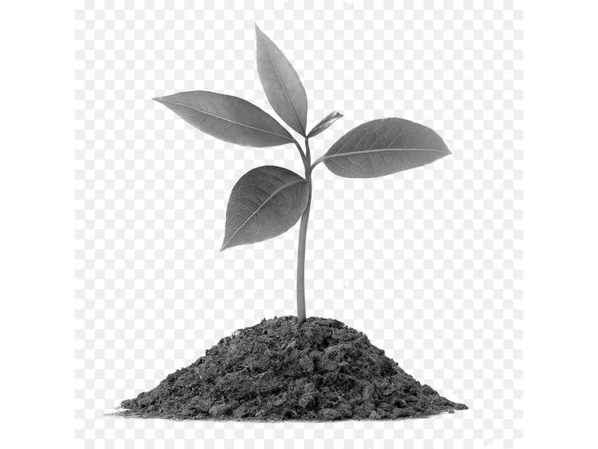 ORGANIC FORMING , VERMICOMPOST. | PPTX