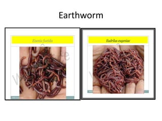 ORGANIC FORMING , VERMICOMPOST. | PPTX