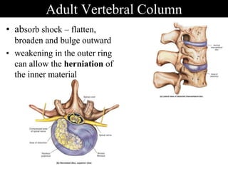 QUICK guide to Skeletal System- Dr Gurjant Singh (PT) | PPTX