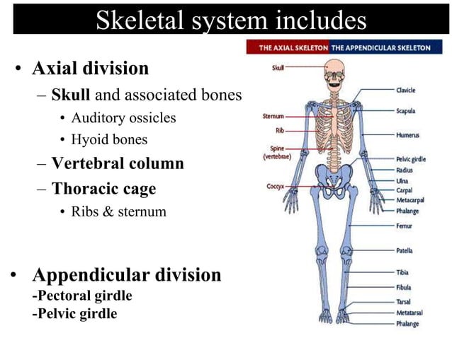 QUICK guide to Skeletal System- Dr Gurjant Singh (PT) | PPT