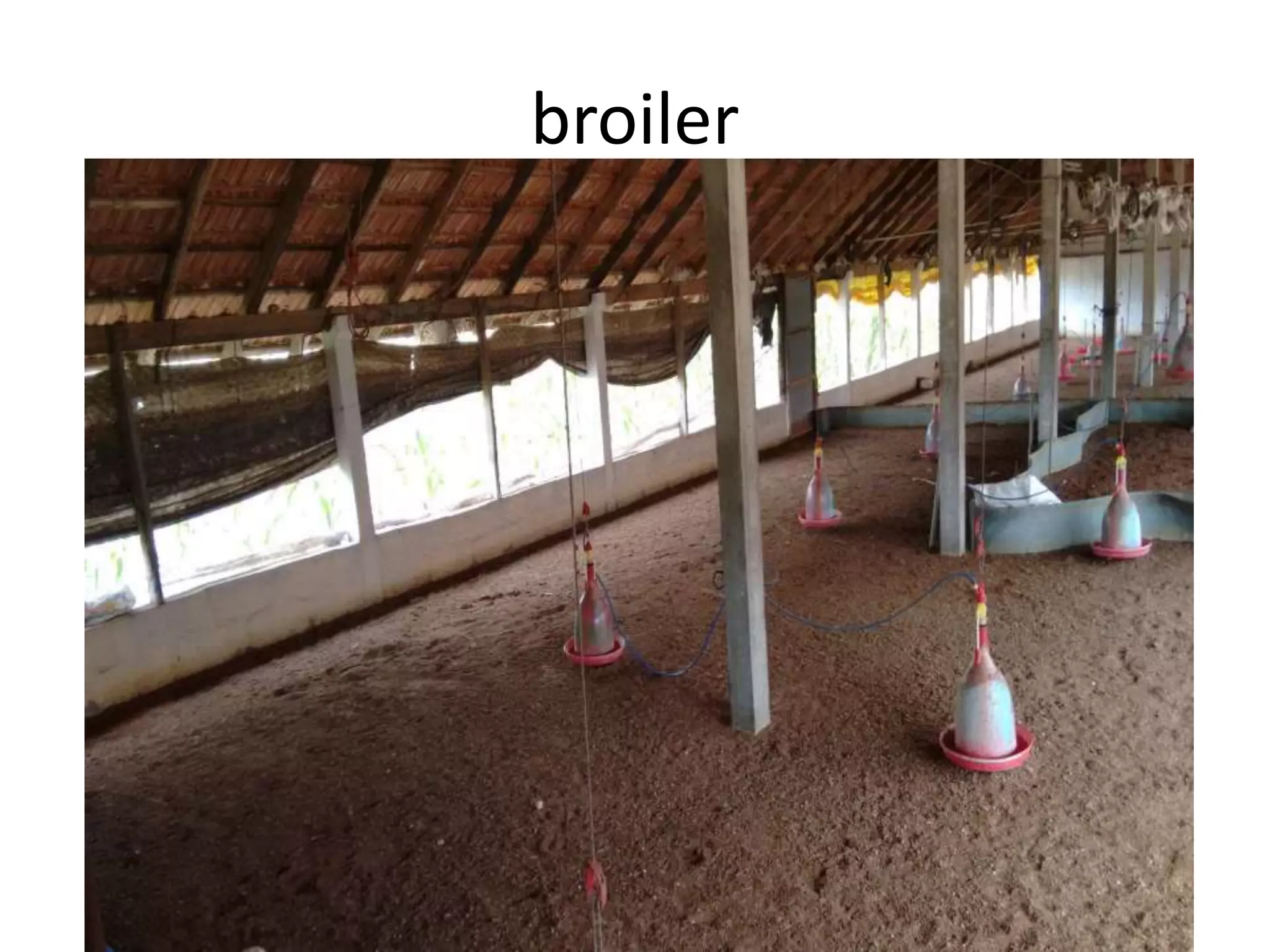 Poultry Housing | PPTX