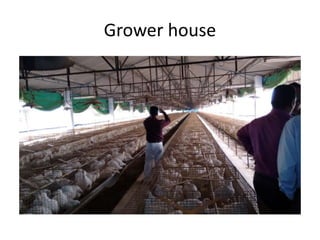 Poultry Housing | PPTX