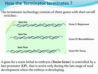 GURT (Genetic use restriction technology) | PPTX