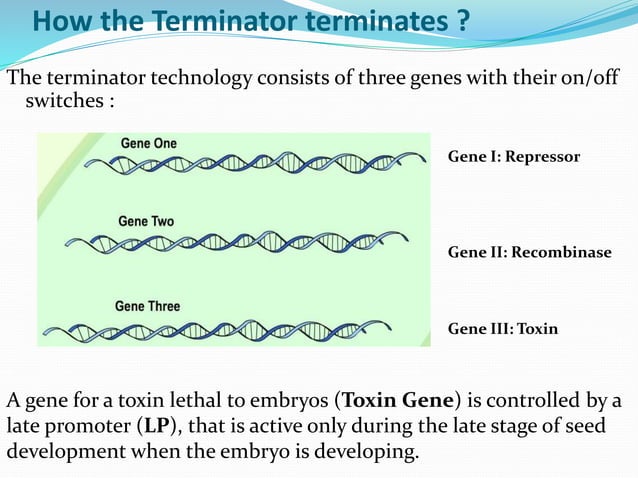 GURT (Genetic use restriction technology) | PPTX | Agriculture | Industries