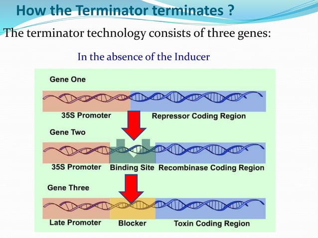 GURT (Genetic use restriction technology) | PPTX | Agriculture | Industries