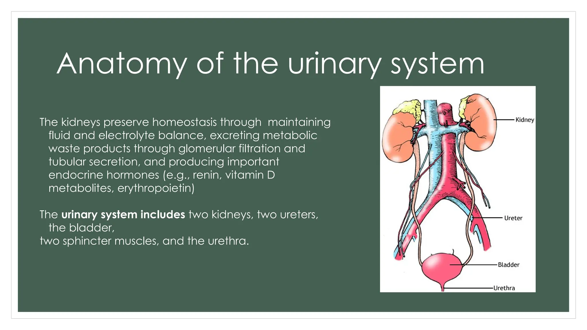 Genito-Urinary System examination in children.pptx