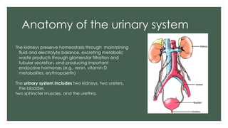 Genito-Urinary System examination in children.pptx