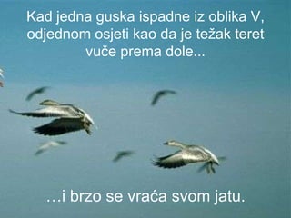 Guske | PPT