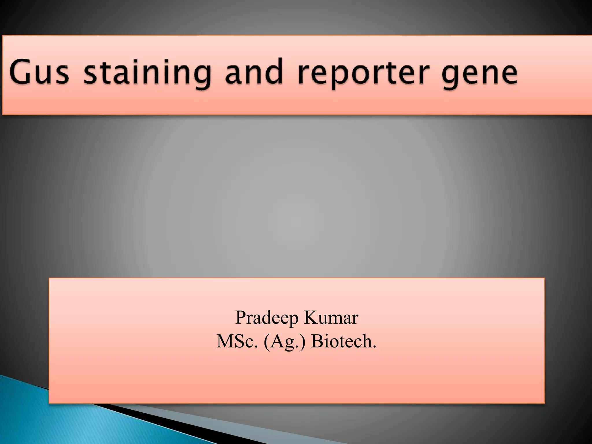 Gus staining and reporter gene | PPTX