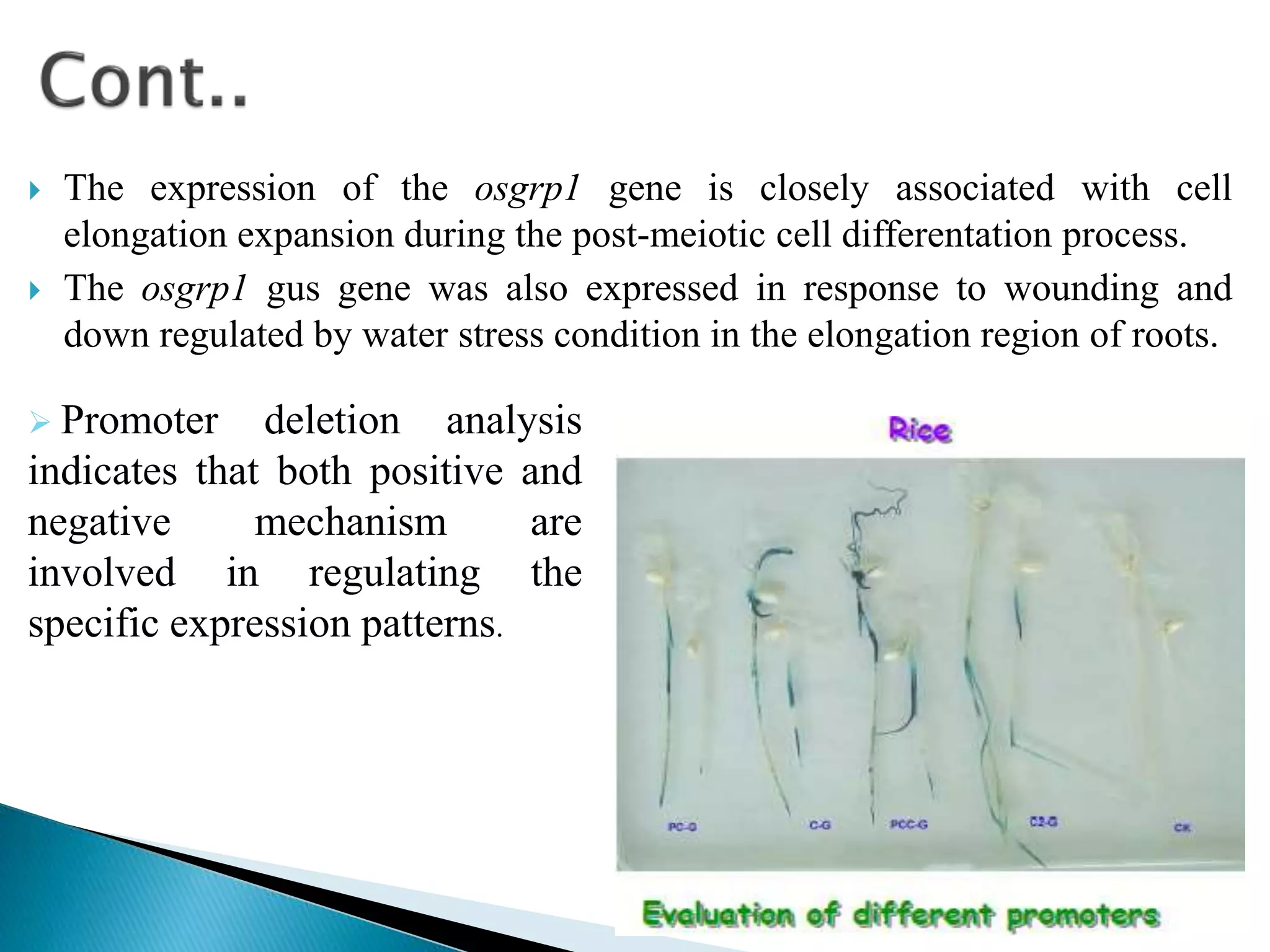 Gus staining and reporter gene | PPTX