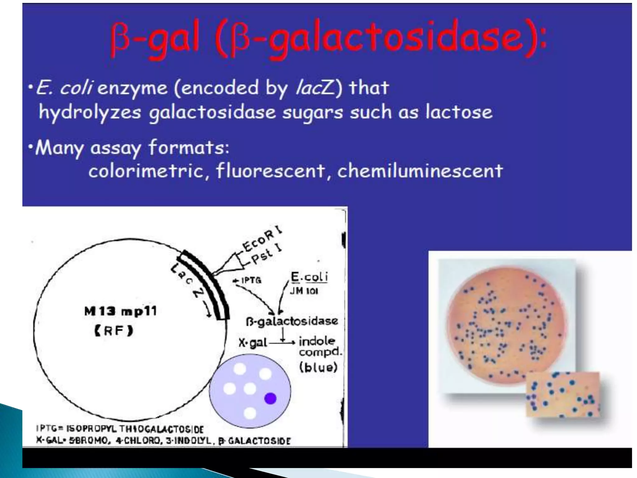 Gus staining and reporter gene | PPTX