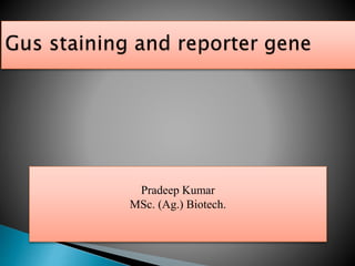 Gus staining and reporter gene | PPTX