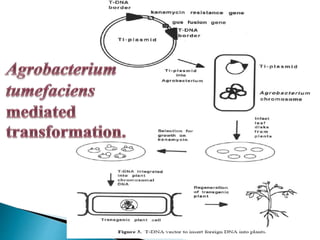 Gus staining and reporter gene | PPTX