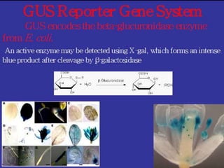 Gus staining and reporter gene | PPTX