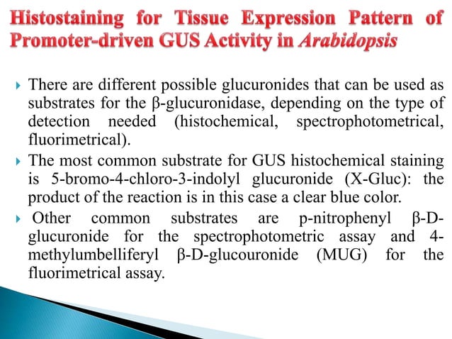 Gus staining and reporter gene | PPTX