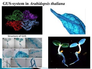 Gus staining and reporter gene | PPTX