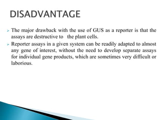 Gus staining and reporter gene | PPTX