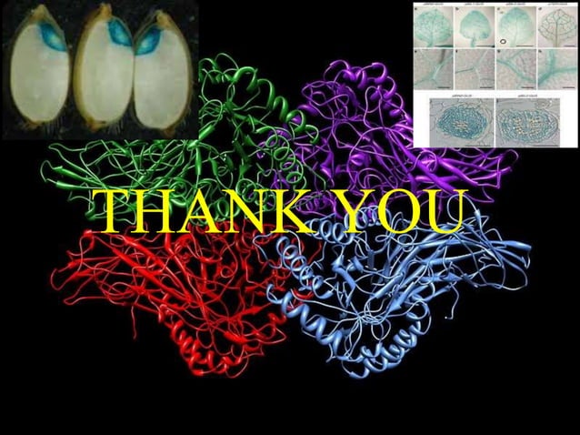 Gus staining and reporter gene | PPTX