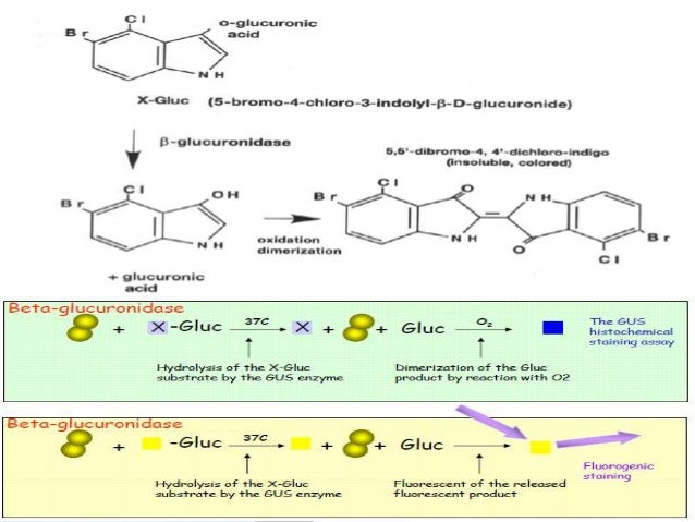 Gus staining and reporter gene
