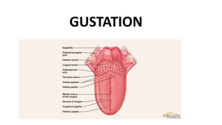 Gustaation | PPTX