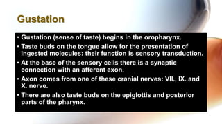 Gustation | PPT | Free Download