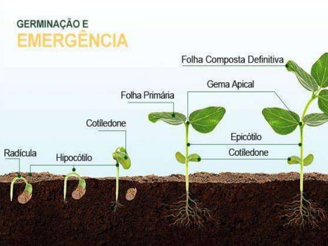 Morfologia e Ecofisiologia da Soja