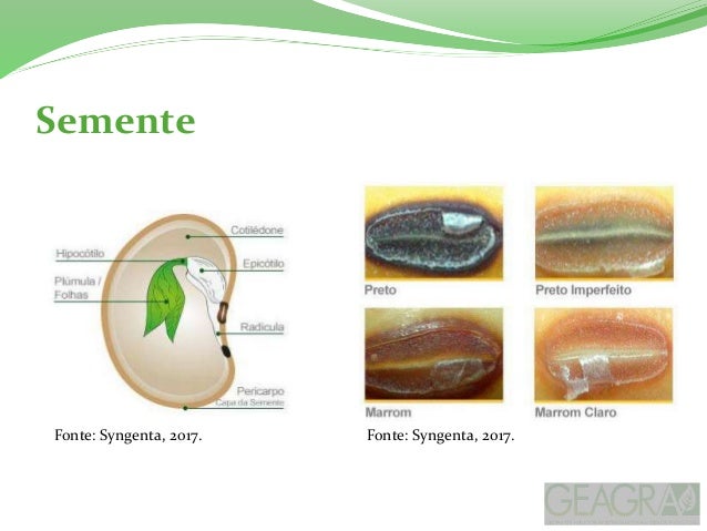 Morfologia e Ecofisiologia da Soja