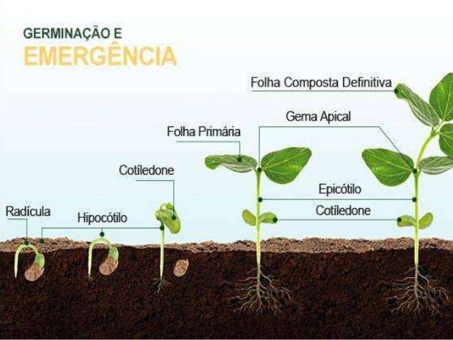 Morfologia e Ecofisiologia da Soja