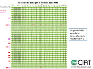 Avances del CIAT en investigación en enfermedades | PDF