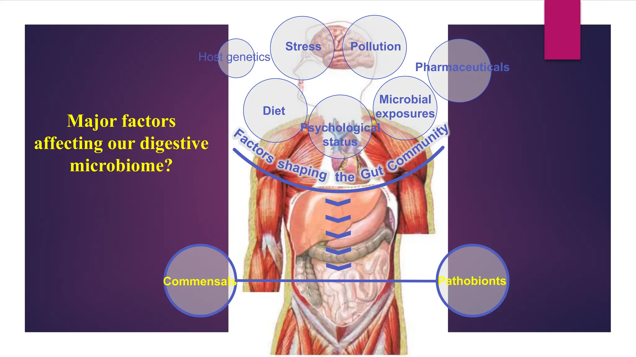 Gut-brain-connection powerpoint presentation | PDF