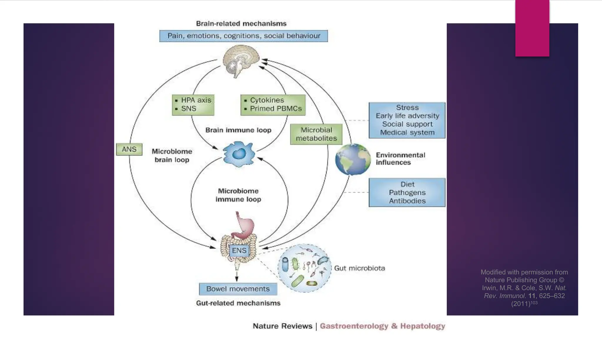 Gut-brain-connection powerpoint presentation | PDF