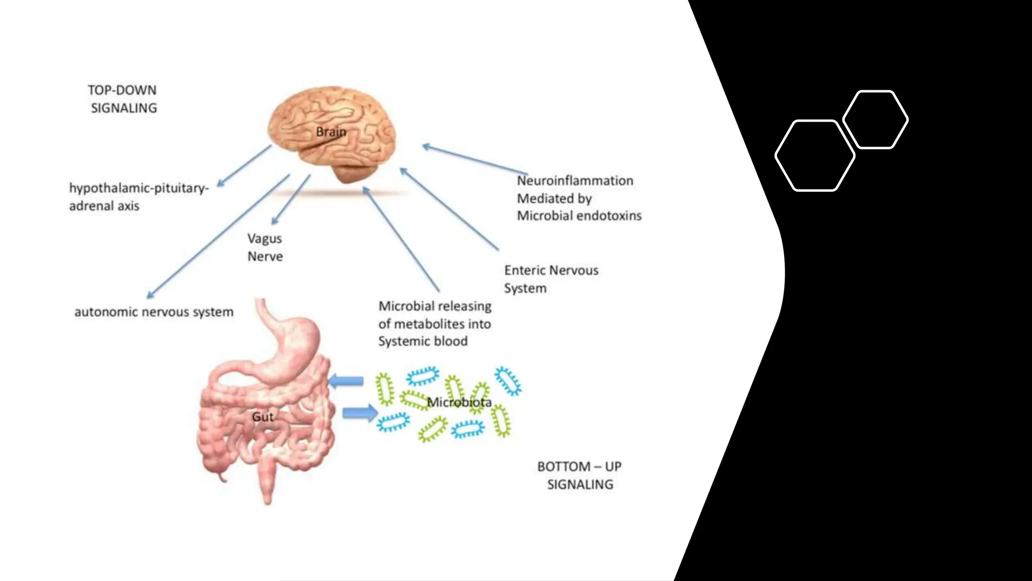 Gut-brain axis.pptx bidirectional communication | PPTX
