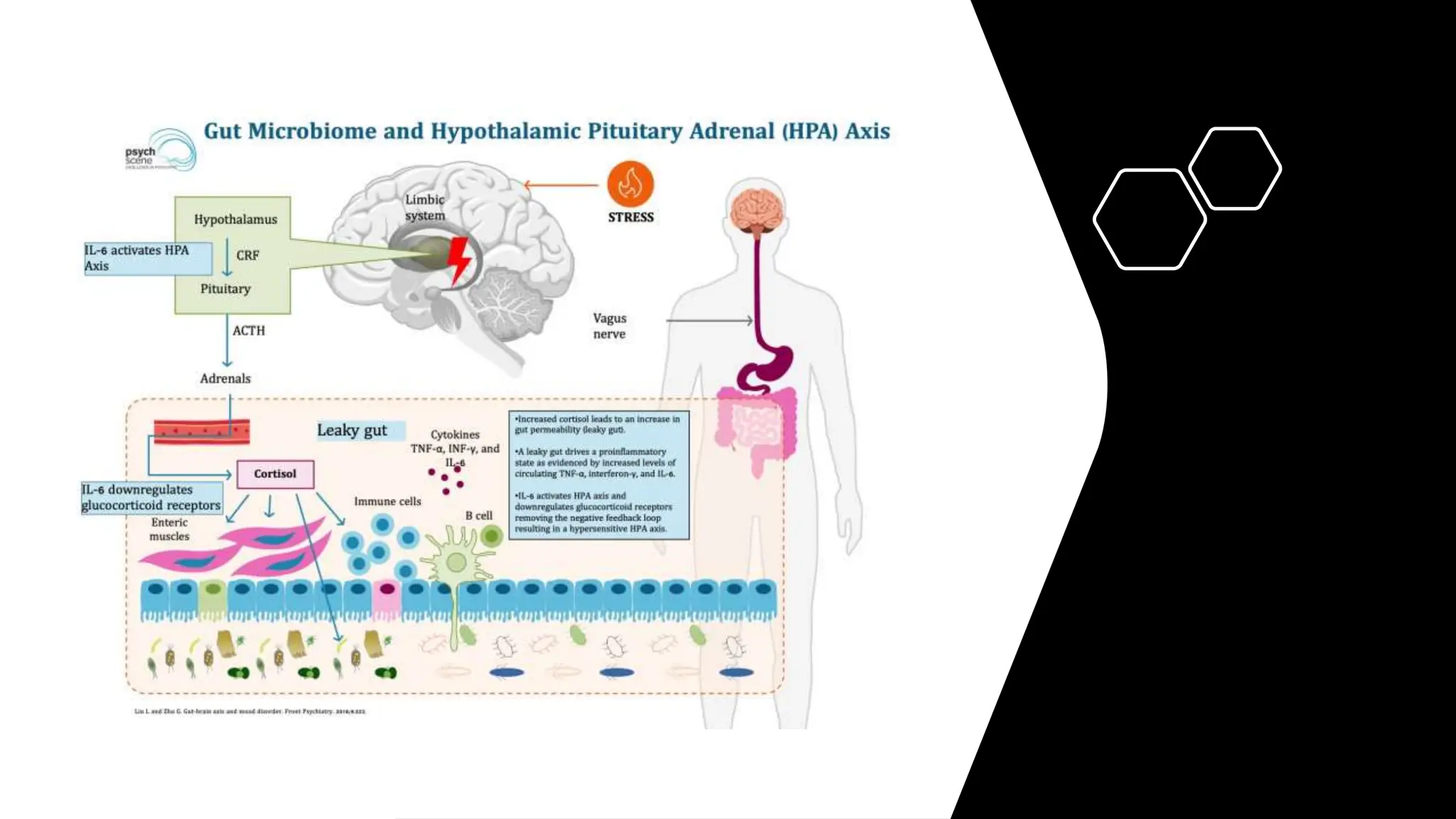 Gut-brain axis.pptx bidirectional communication | PPTX