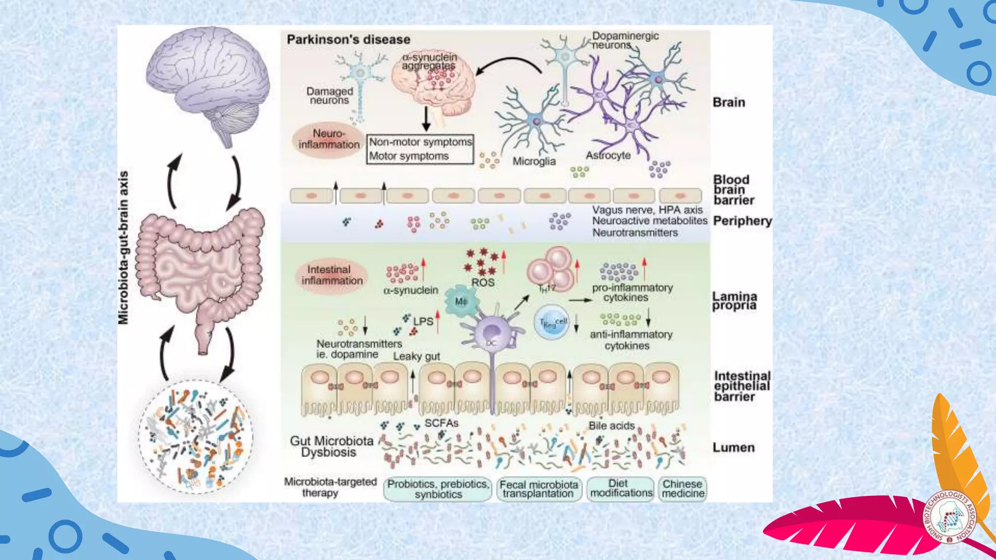 Microbiota and Gut-Brain Axis in Health | PPTX