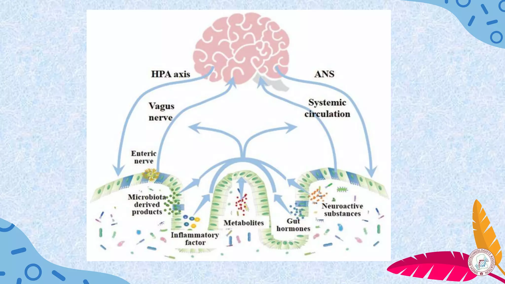 Microbiota and Gut-Brain Axis in Health | PPTX