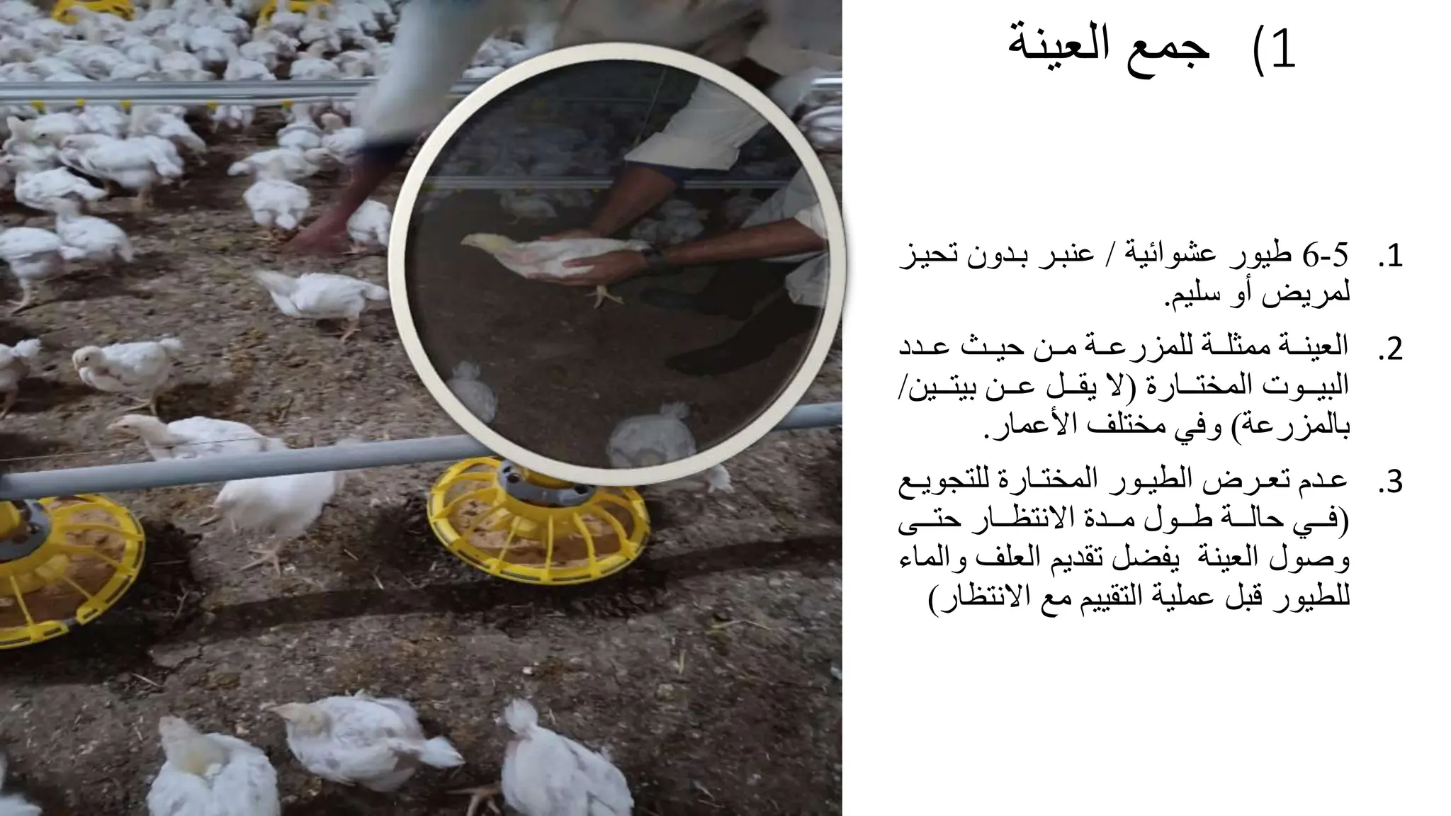 Bacterial enteritis Scoring (BES)in broiler chickensتقييم التهاب ...