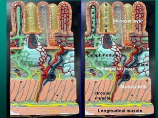 Small Intestine Model Labeled
