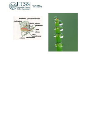 Gutación | PDF