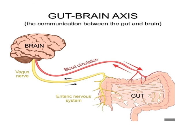 gut brain gram positive or negative bacteria.pptx