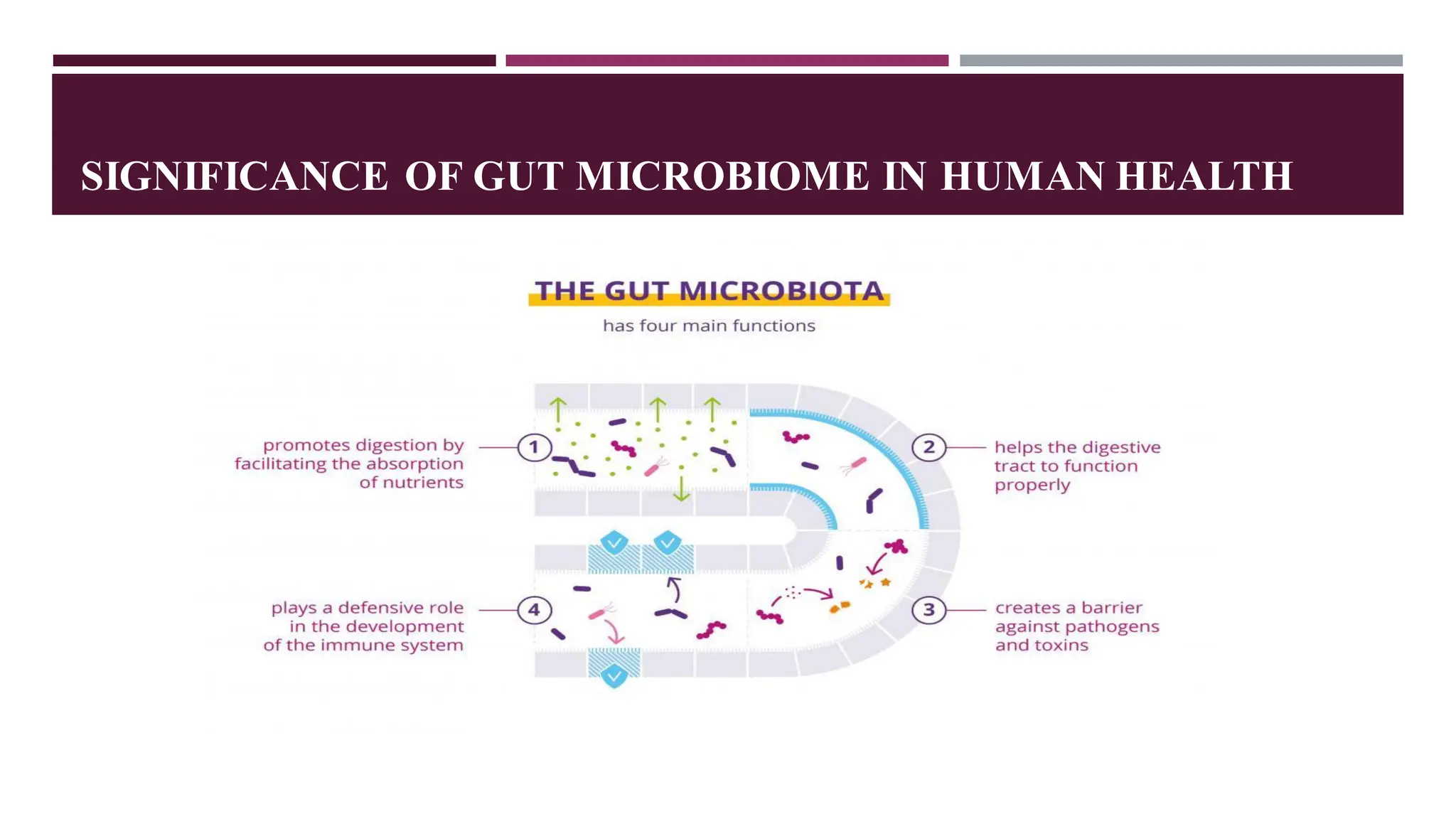 Gut brain axis and mechanism of microbiome in gut | PDF