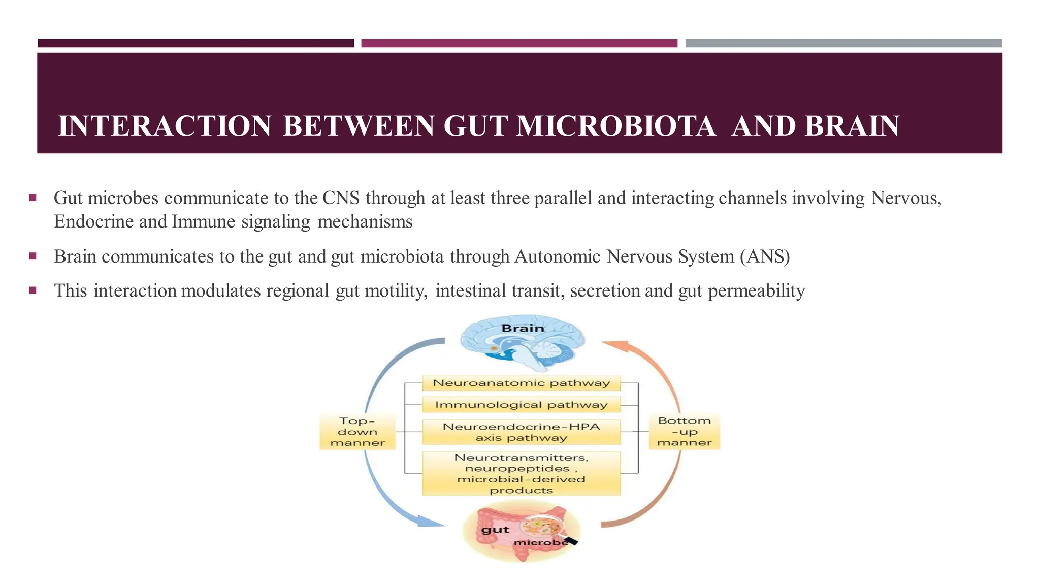 Gut brain axis and mechanism of microbiome in gut | PDF