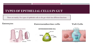 Gut brain axis and mechanism of microbiome in gut | PDF