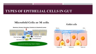 Gut brain axis and mechanism of microbiome in gut | PDF