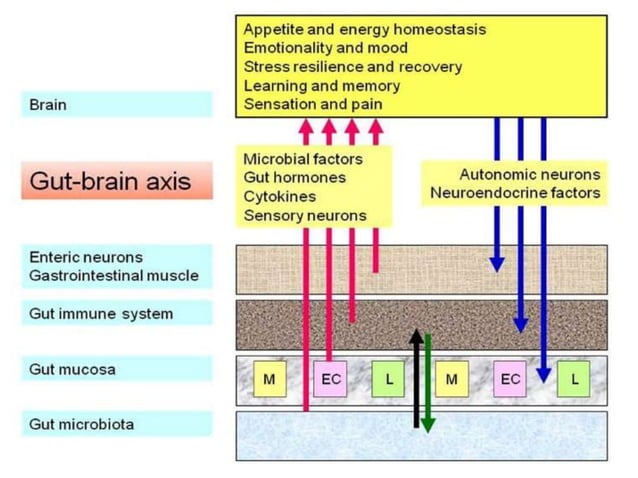 Gut brain axis and microbiota | PPT | Endocrine and Metabolic Diseases ...