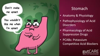 Stomach | PDF