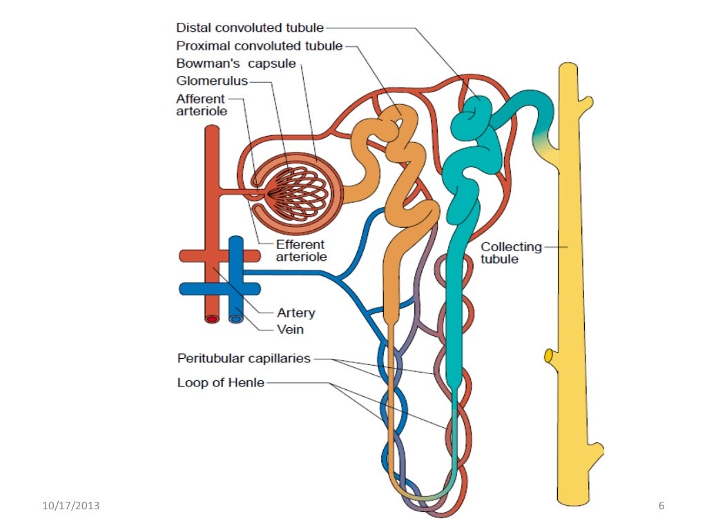 Genito-urinary disorders